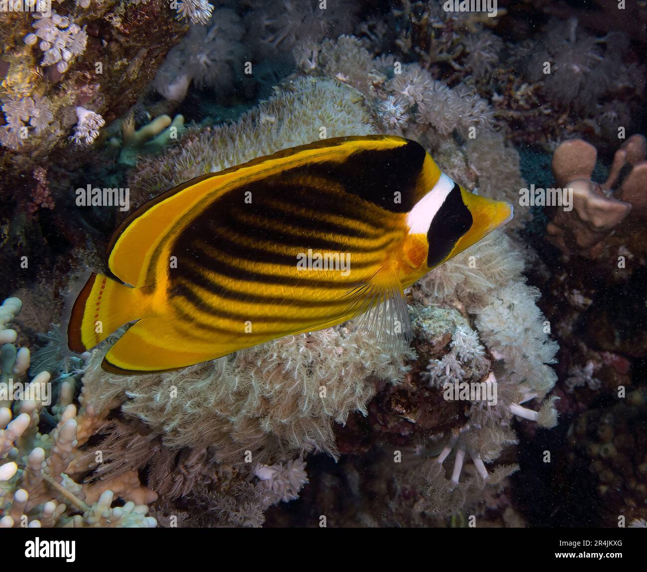 Chaetodon lunula raccoon butterflyfish hi-res stock photography and ...