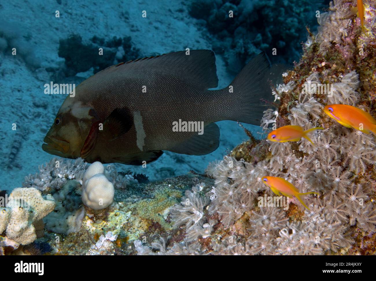 A Redmouth Grouper (Aethaloperca rogaa) in the Red Sea, Egypt Stock ...