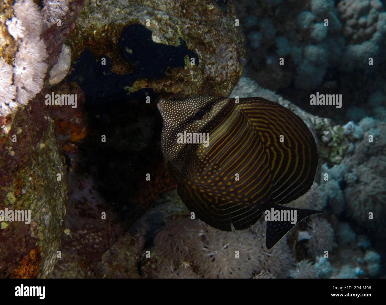A Sailfin Tang (Zebrasoma veliferum) in the Red Sea, Egypt Stock Photo ...
