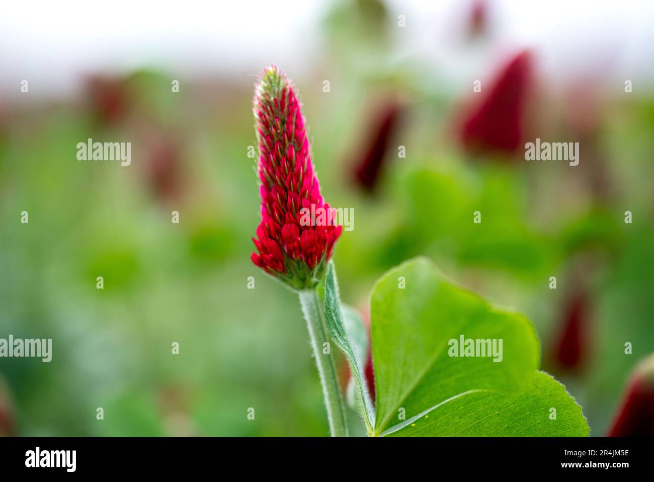 Trifolium incarnatum, known as crimson clover or Italian clover, is a ...