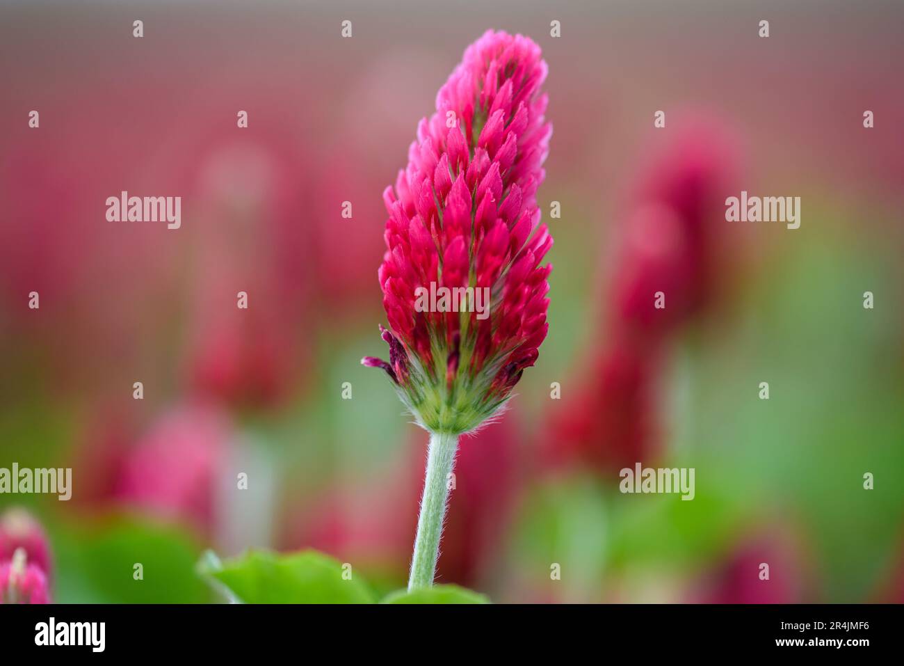 Trifolium incarnatum, known as crimson clover or Italian clover, is a ...