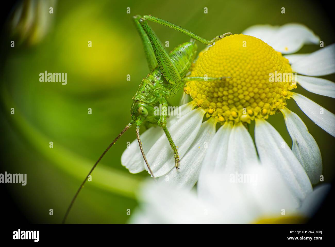 Focus on insect hi-res stock photography and images - Alamy