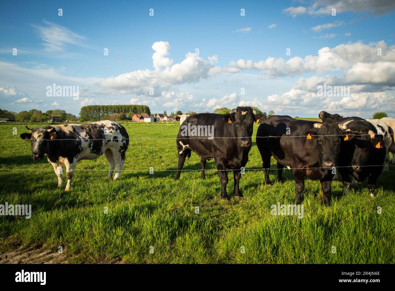 A herd of Belgian Blue cattle in East Flanders on an idyllic spring day ...