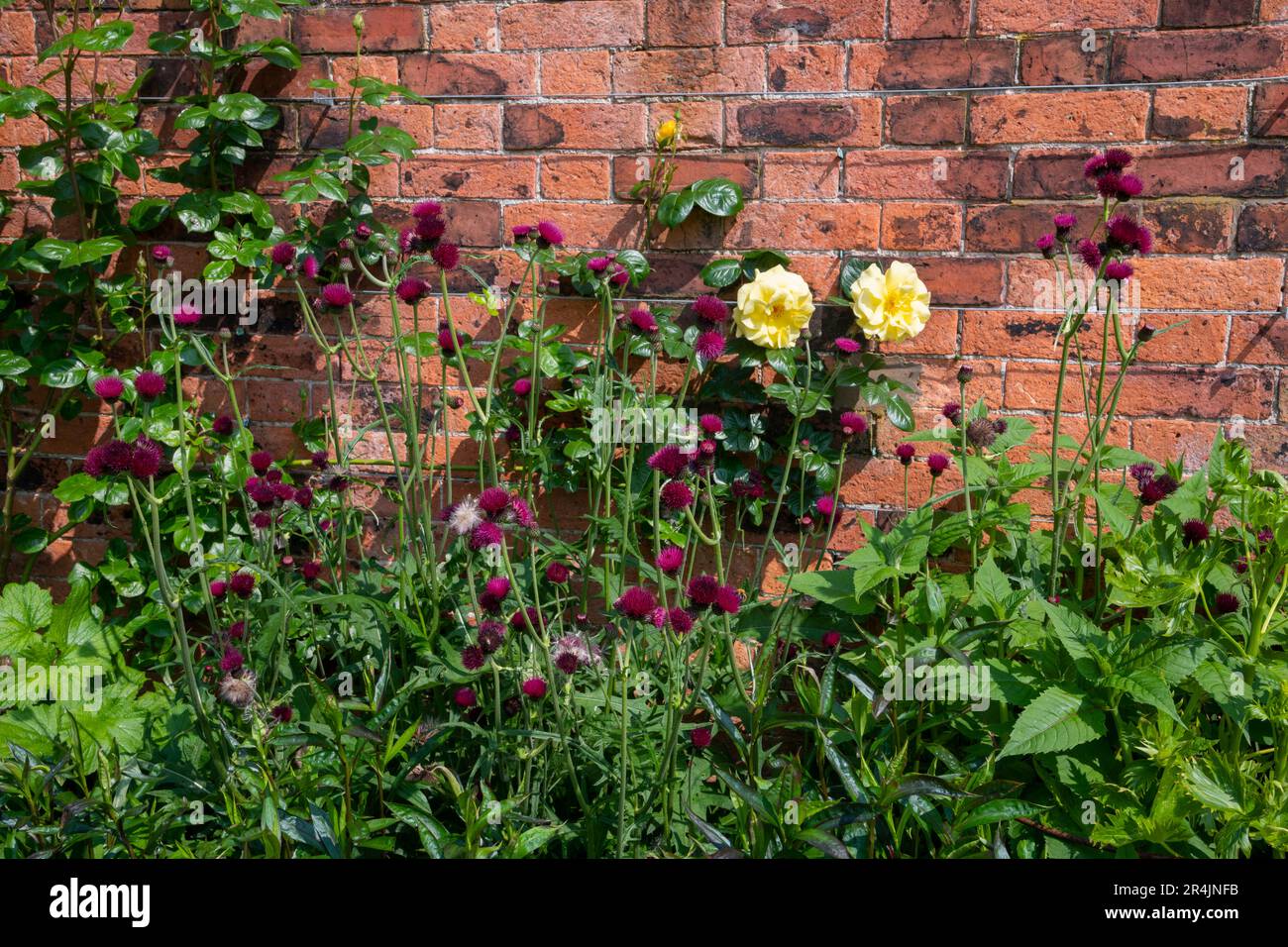 Cirsium Rivulare flowering against a brick wall at RHS Bridgewater ...
