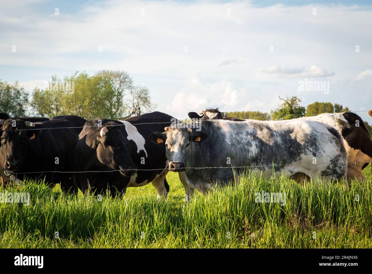 Belgian blue cows hi-res stock photography and images - Alamy