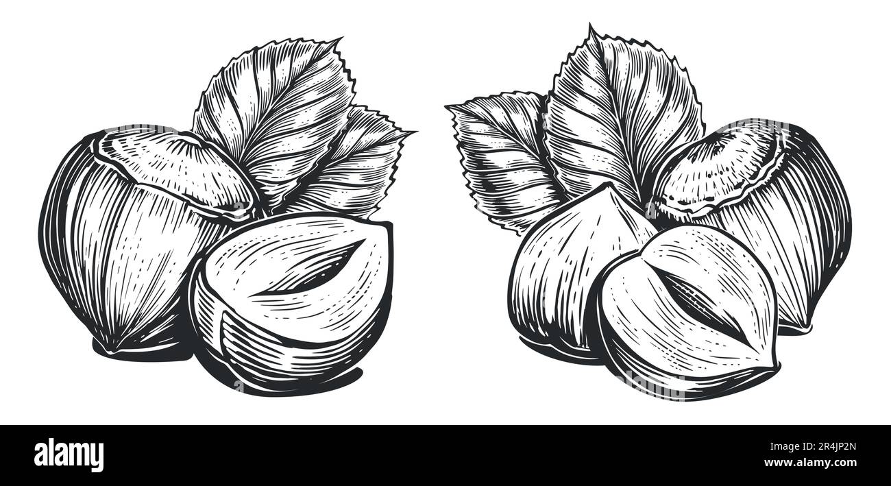 Hand drawn group of hazelnuts with leaves sketch. Nuts in vintage ...
