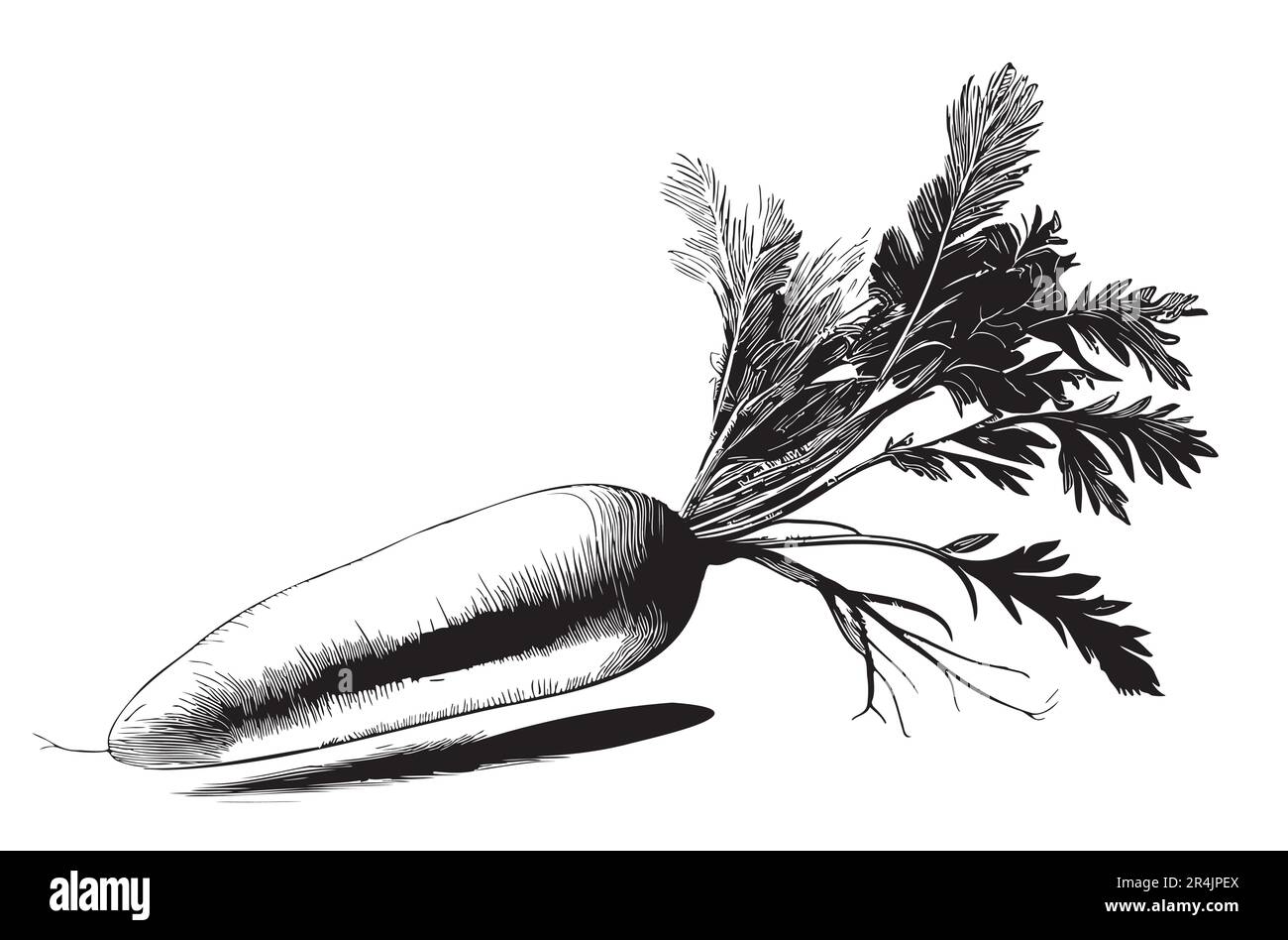 Carrot hand drawn sketch in doodle style illustration Stock Vector ...