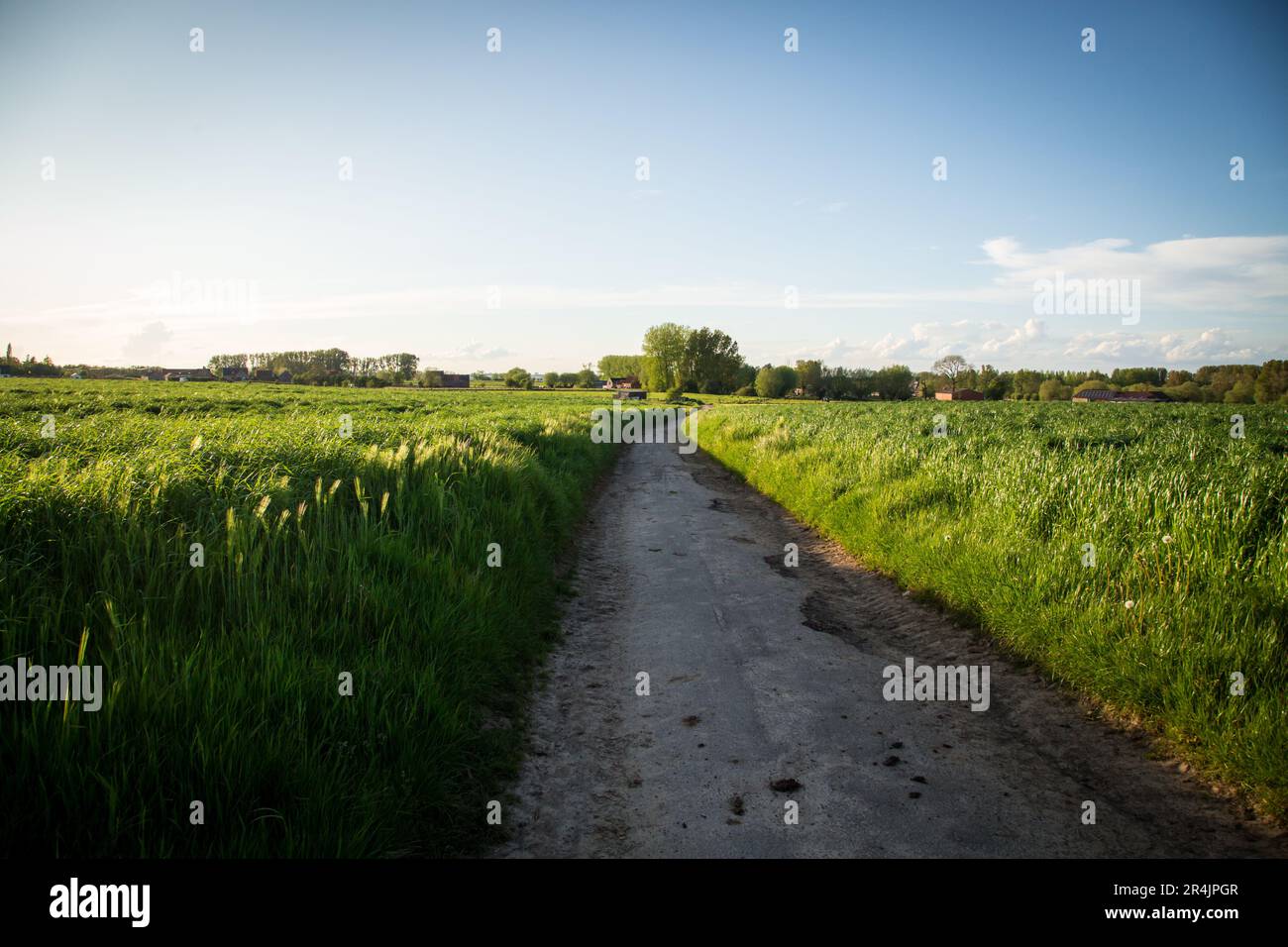 Field in Ninove, Denderstreek, East Flanders, Belgium Stock Photo - Alamy