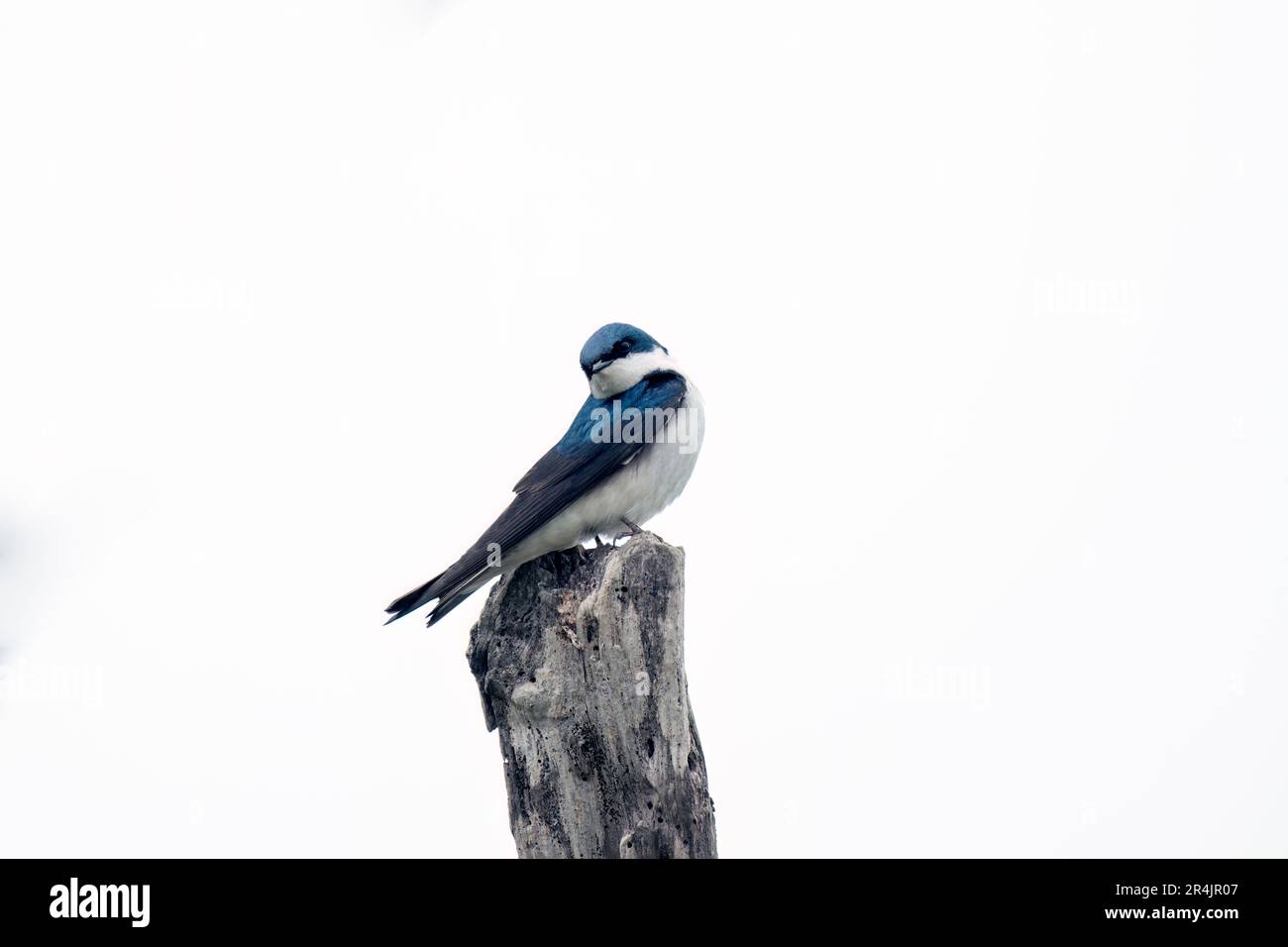 Barn Swallow bird has head completely turned while perched on a ...