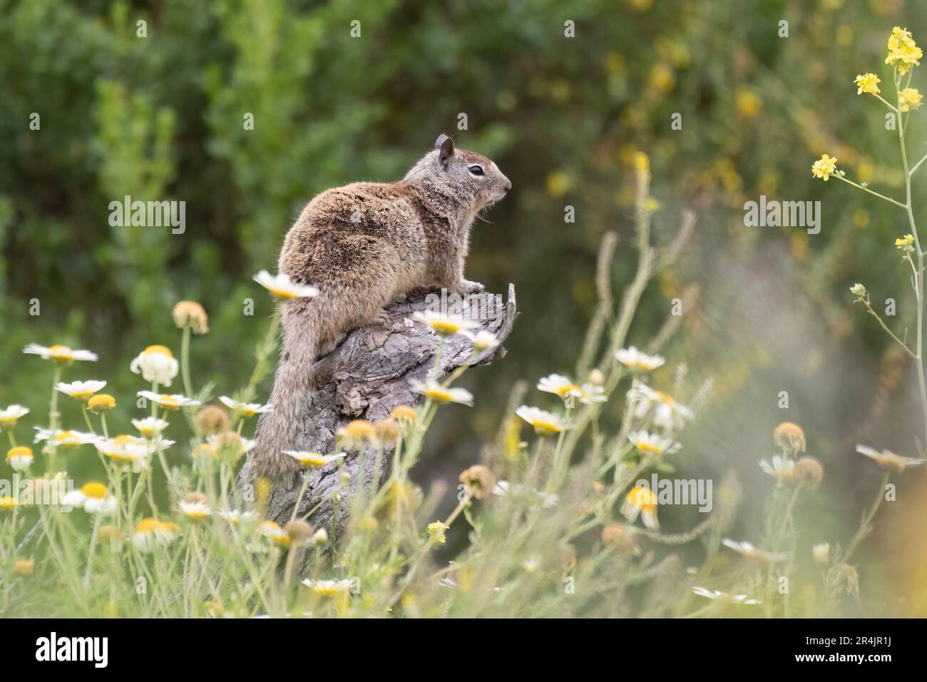 Cute ground squirrel perched on a deadwood stump above the wildflowers ...