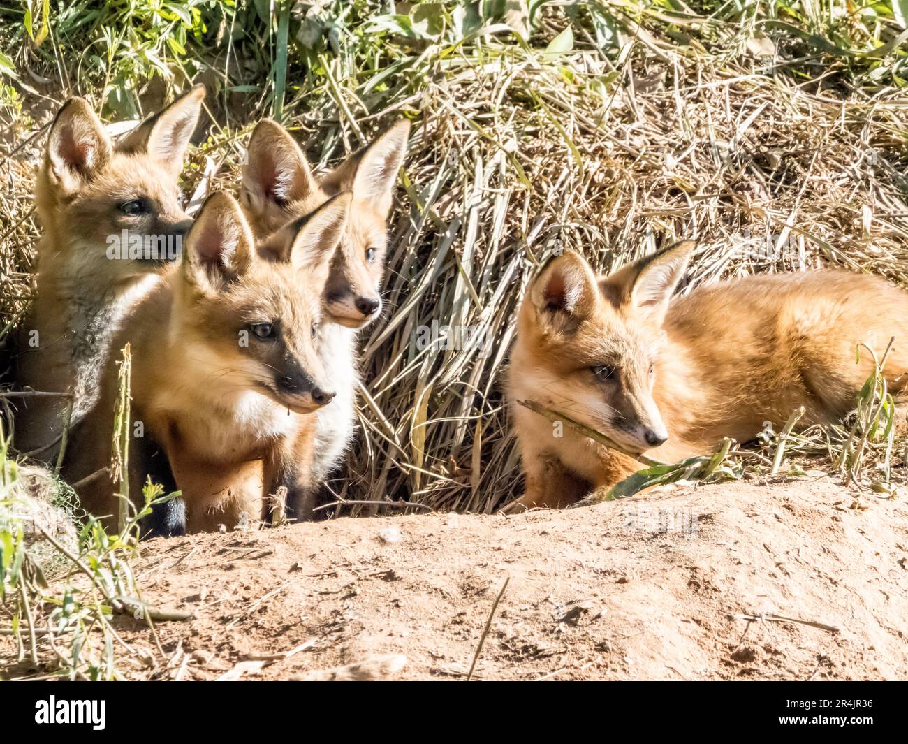 Four fox kits enjoy the morning sun Stock Photo - Alamy