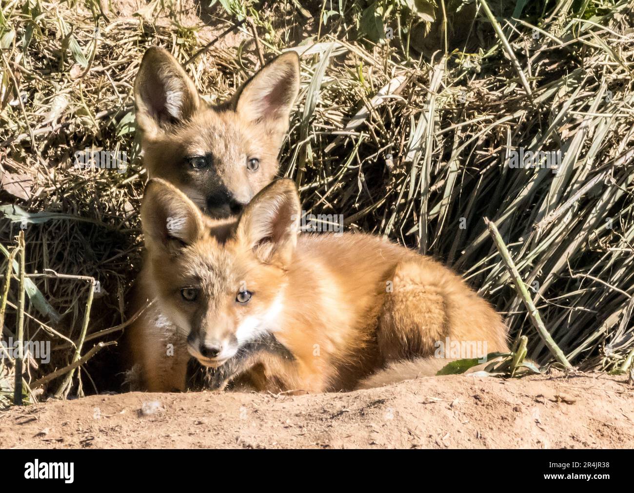 Two fox kits enjoy the sun outside their den Stock Photo - Alamy