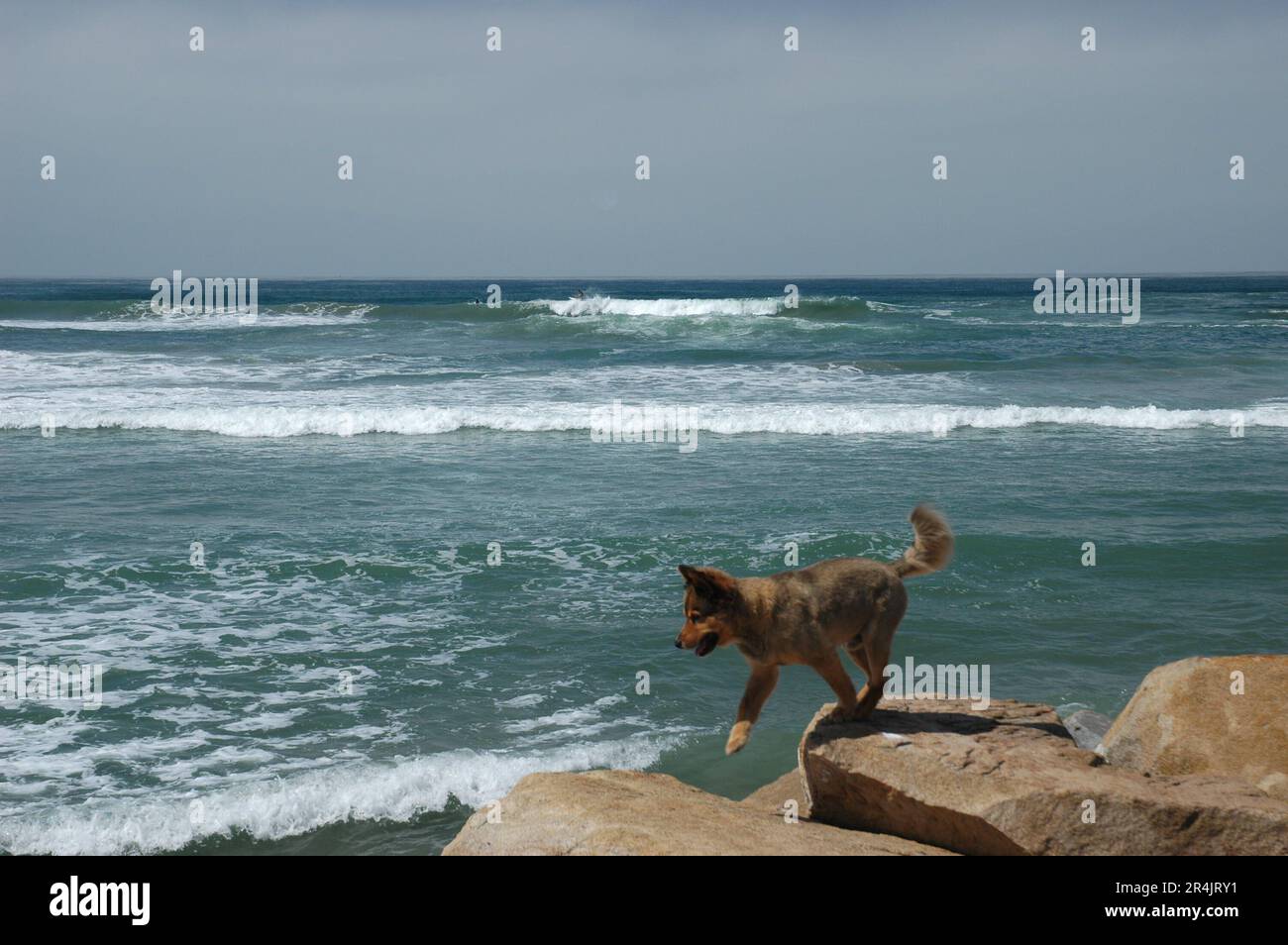 Puppy's first visit to the beach. While watching the waves at Oceanside ...