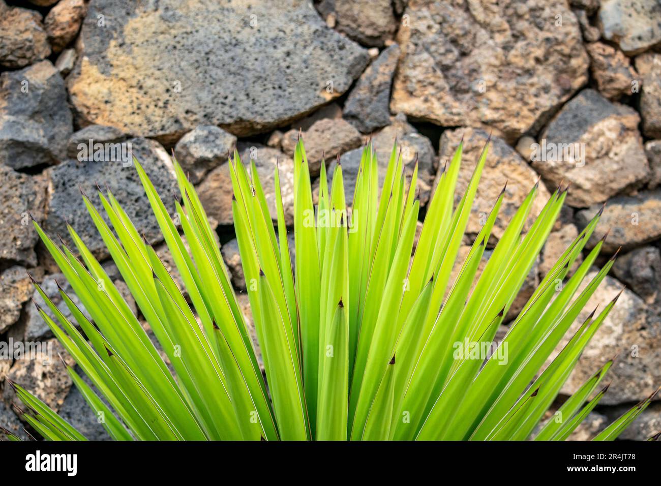 green cactus plant foreground with stone wall background desktop ...
