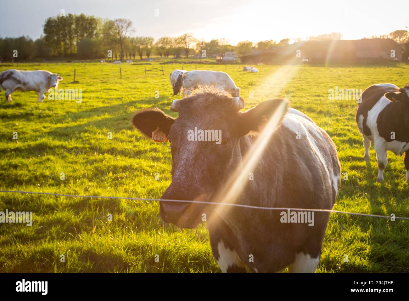 Belgian blue cows hi-res stock photography and images - Alamy