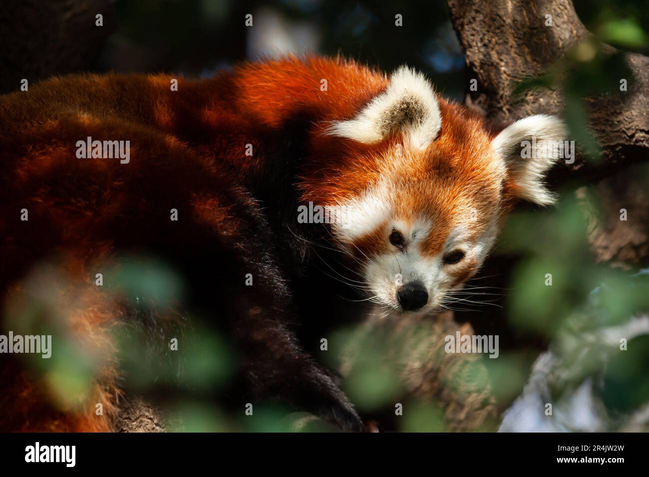 Face of red panda hiding in branches Stock Photo - Alamy