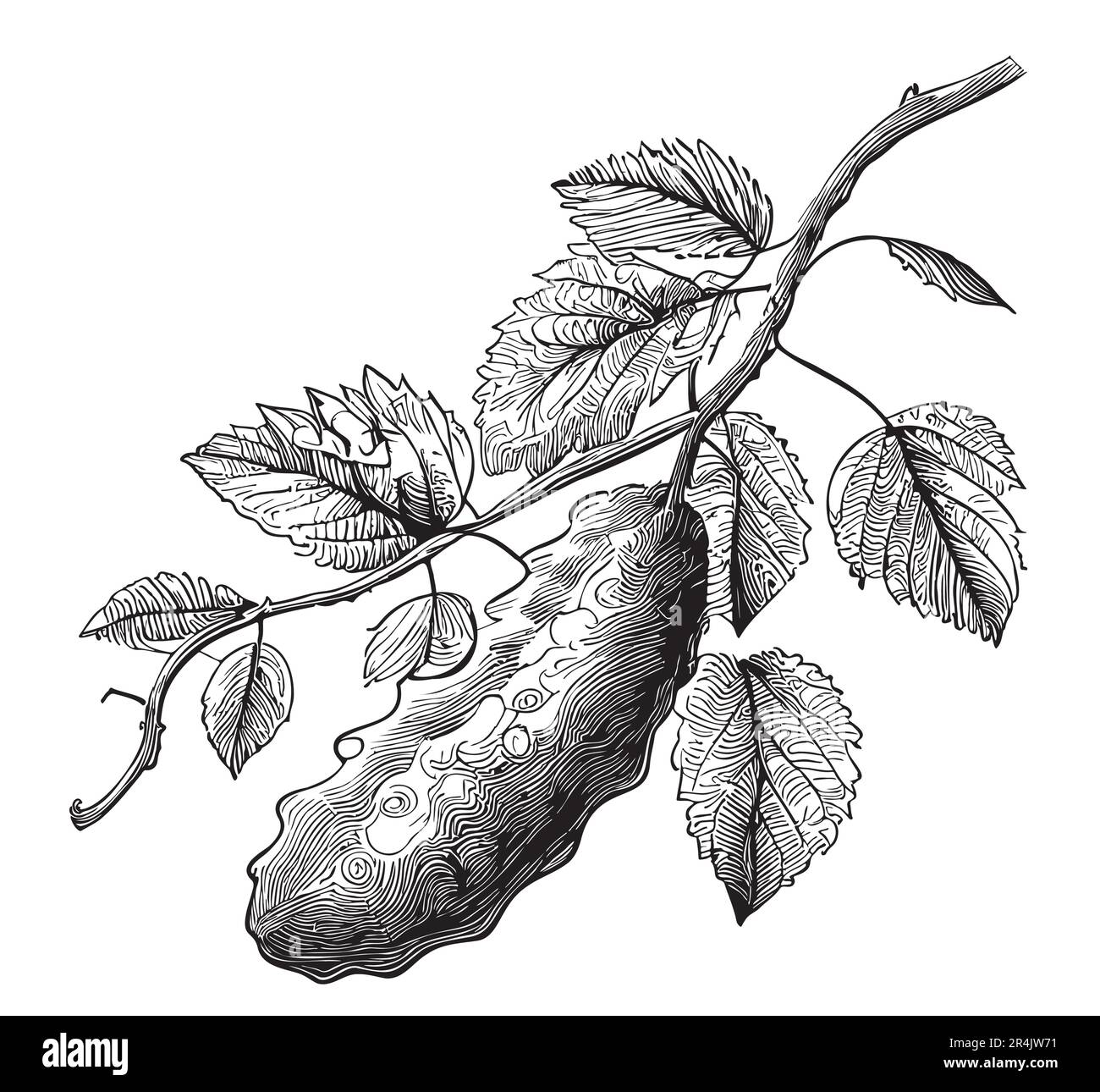 Cucumber Tomato And Green Pepper Clip Art Black And White