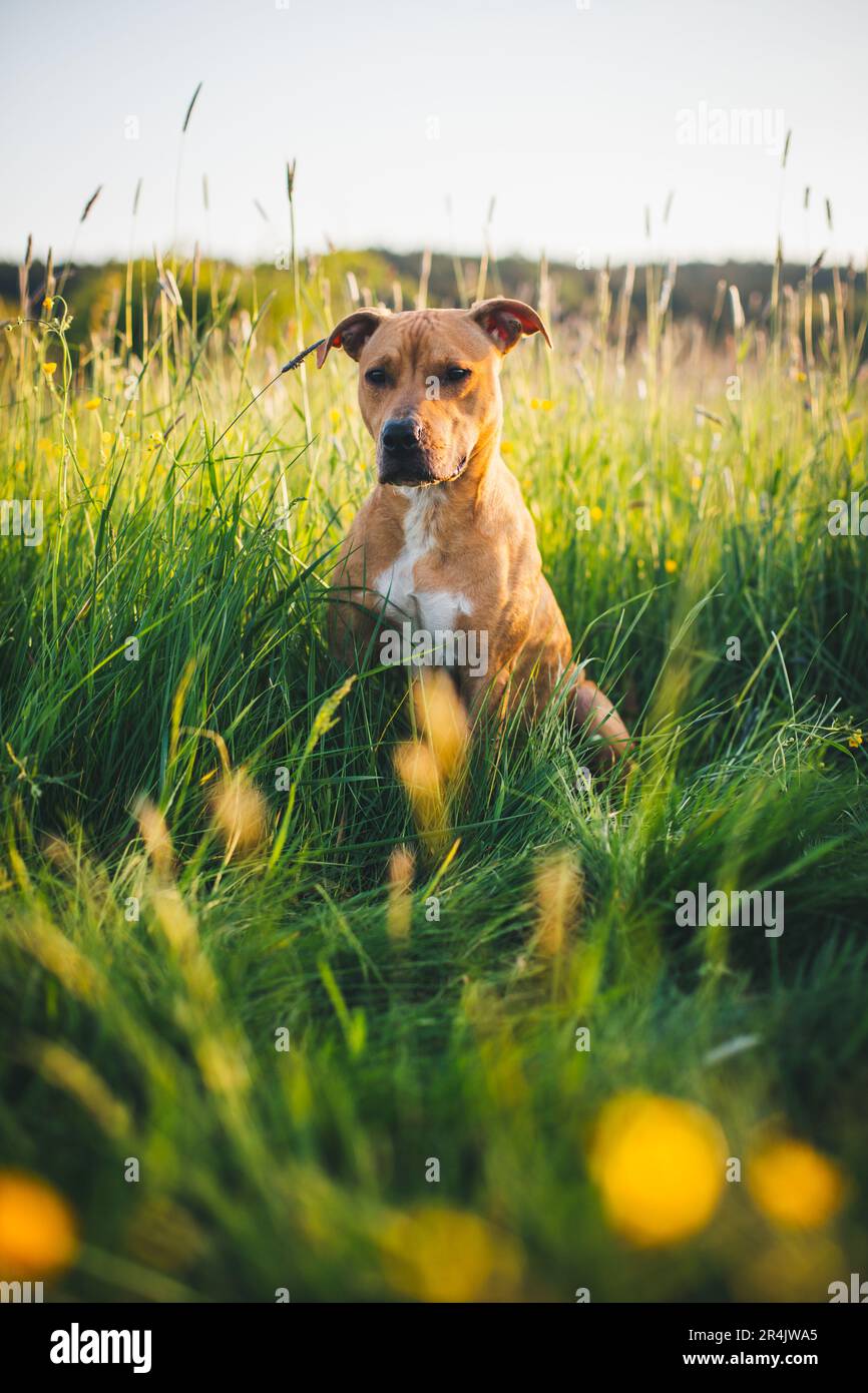 Brown pet dog hi-res stock photography and images - Alamy