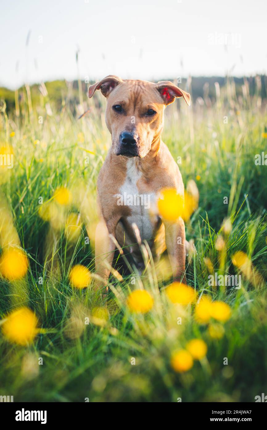 Brown pet dog hi-res stock photography and images - Alamy