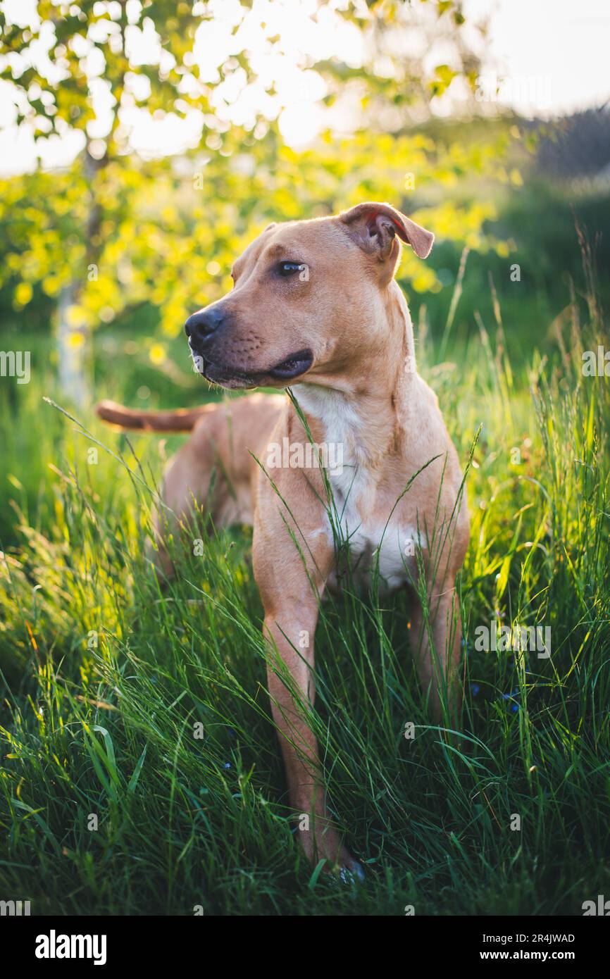 Brown pet dog hi-res stock photography and images - Alamy