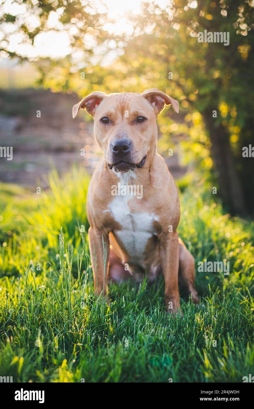American Pit Bull Terrier Stock Photo - Alamy