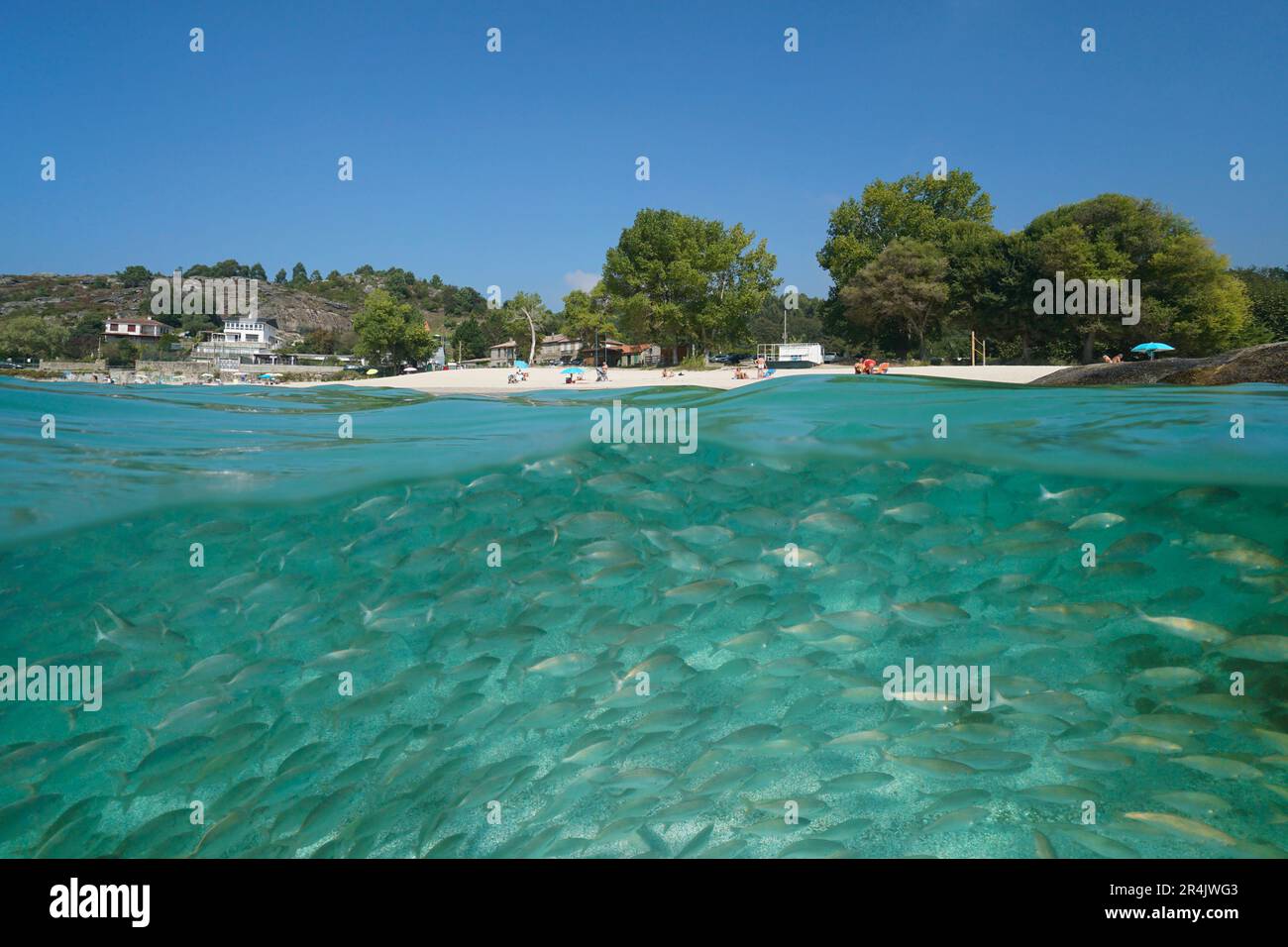 Atlantic coast beach in summer with a school of fish underwater in the ...