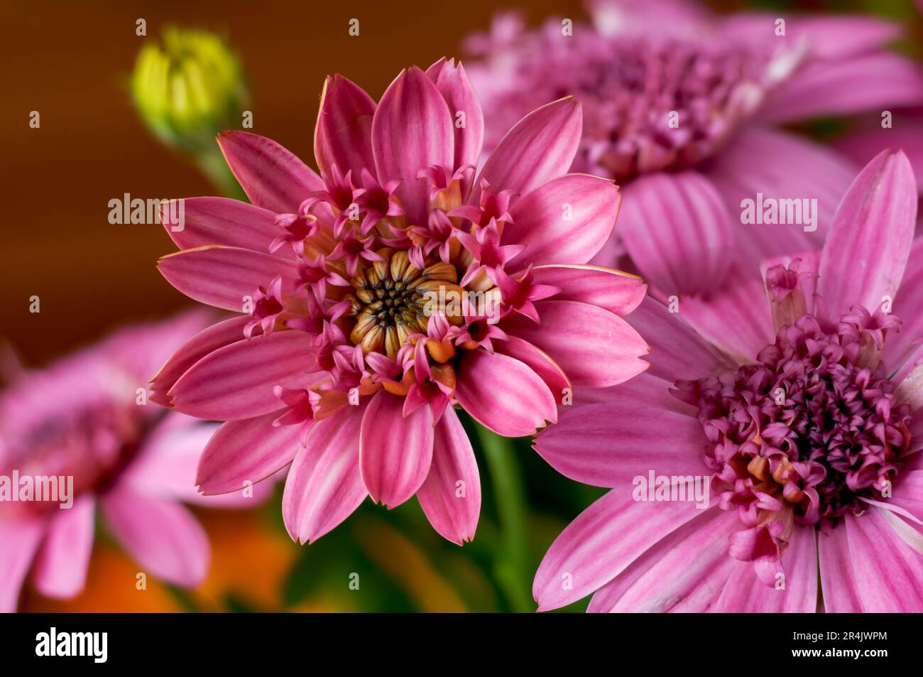 African daisy,Osteospermum,delicate flowers in warm sunny colors,two ...