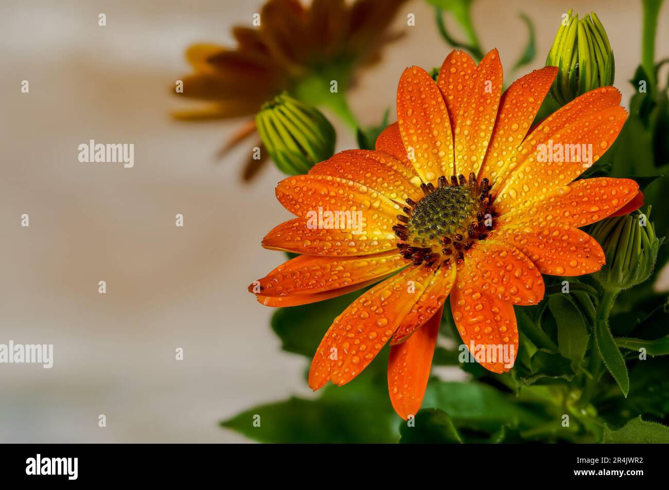 Osteospermum calenduleae the african daisy hi-res stock photography and ...
