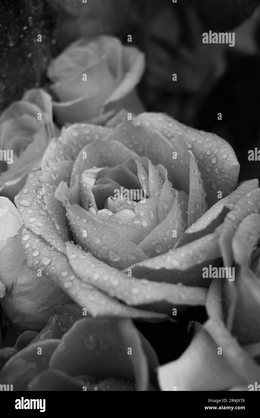 Beautiful typical roses in full bloom as a gift for someone special in ...