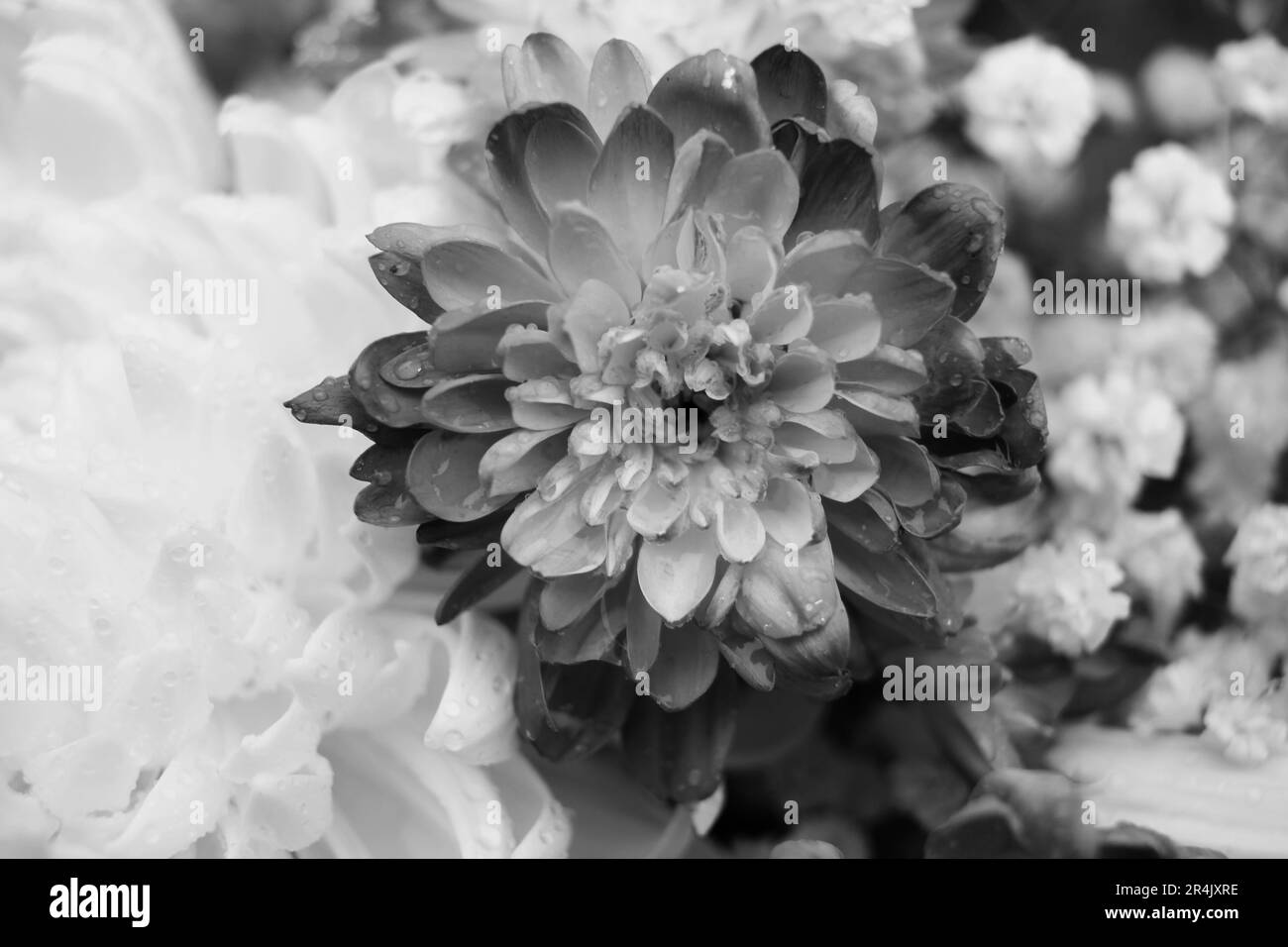 Pretty mums Black and White Stock Photos & Images - Alamy