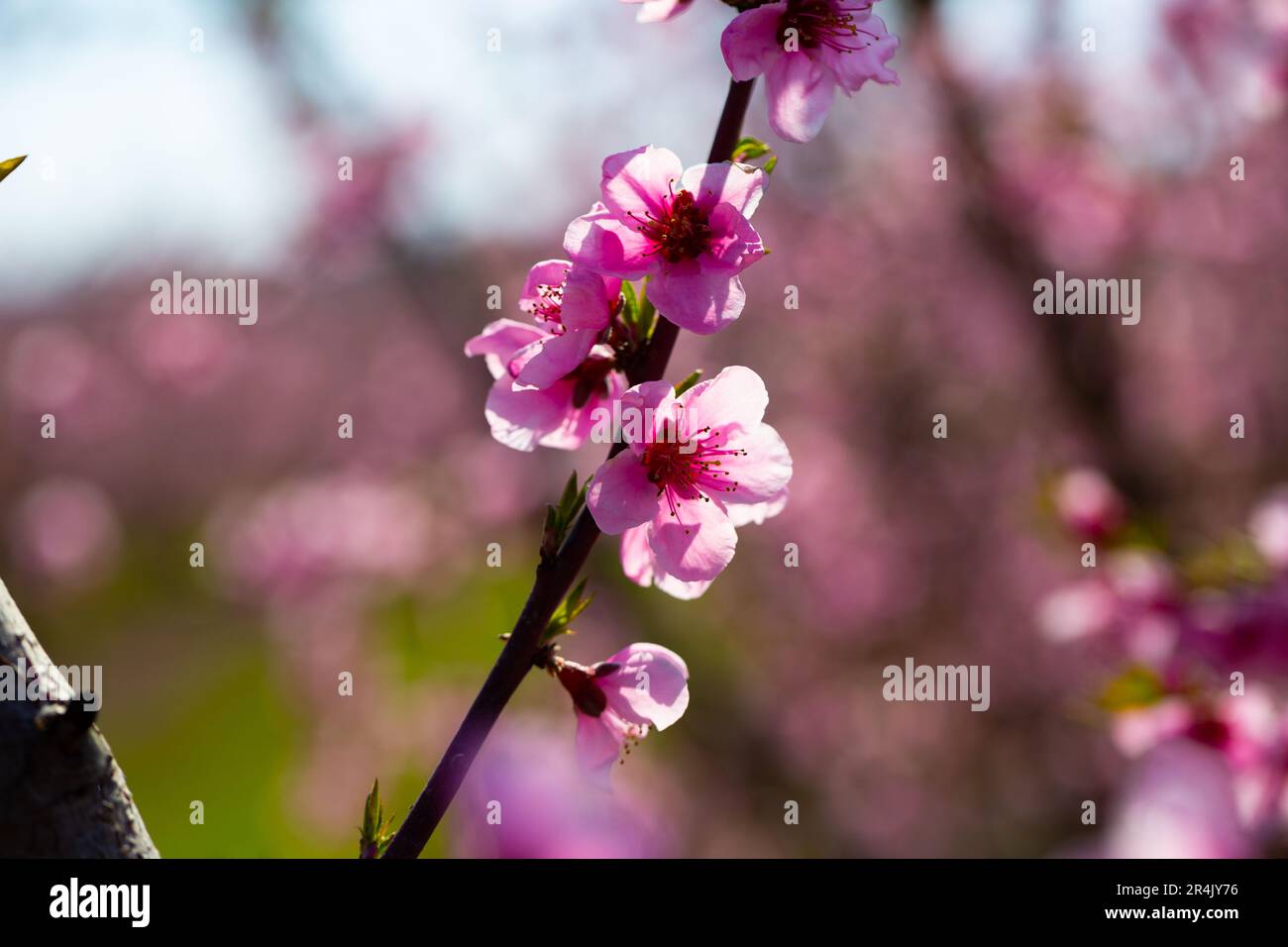 Flowering peach trees on field Stock Photo - Alamy
