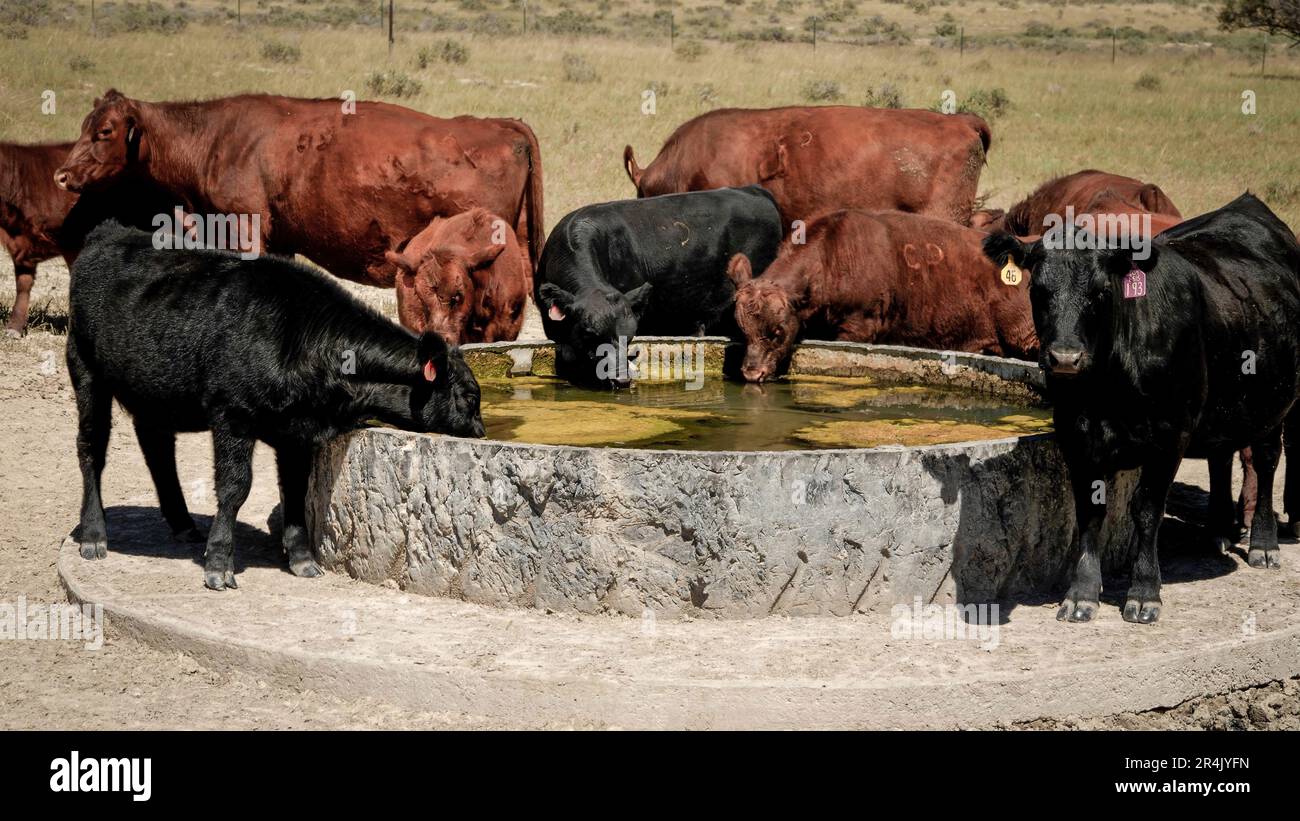 Clayton Gardner raises cattle on 777 Ranch in Torrance County, NM ...