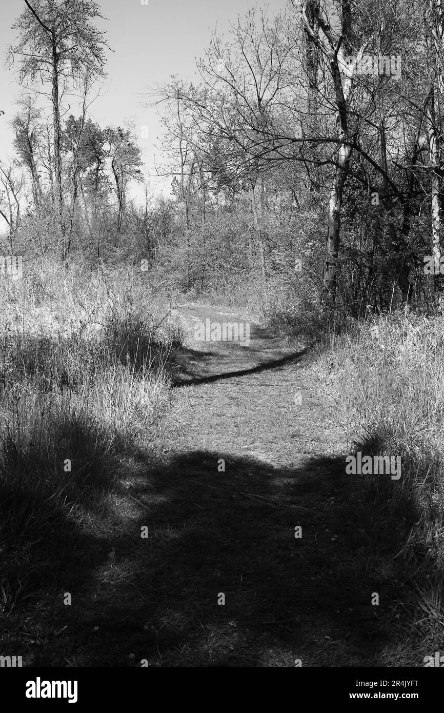 A typical common path winding thru the trees in a black and white ...