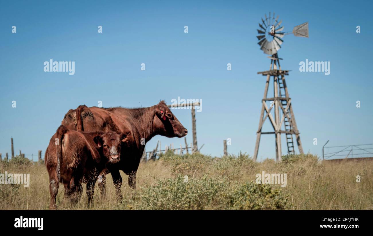 Clayton Gardner raises cattle on 777 Ranch in Torrance County, NM ...