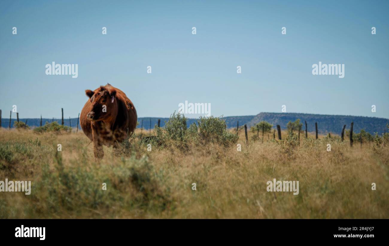 Clayton Gardner raises cattle on 777 Ranch in Torrance County, NM ...