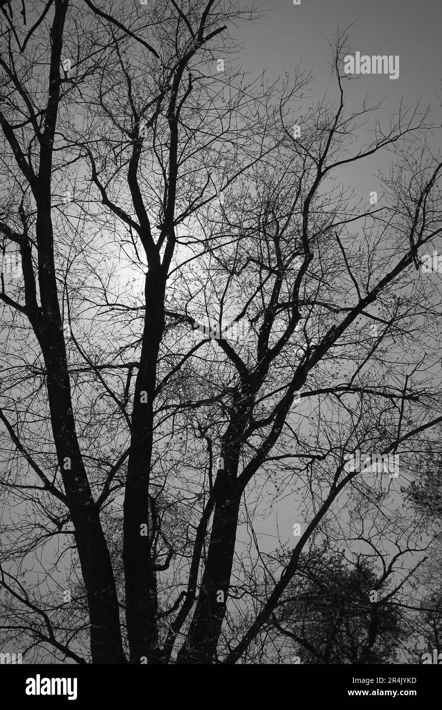 Pretty trees with bright sunny sky Black and White Stock Photos ...