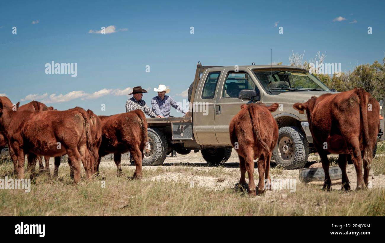 Cattle trough water arid hi-res stock photography and images - Alamy