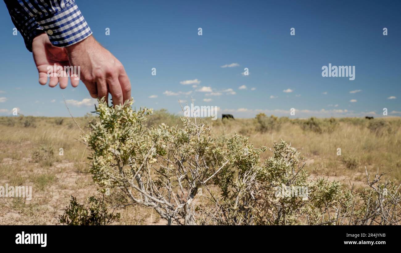 Clayton Gardner raises cattle on 777 Ranch in Torrance County, NM ...
