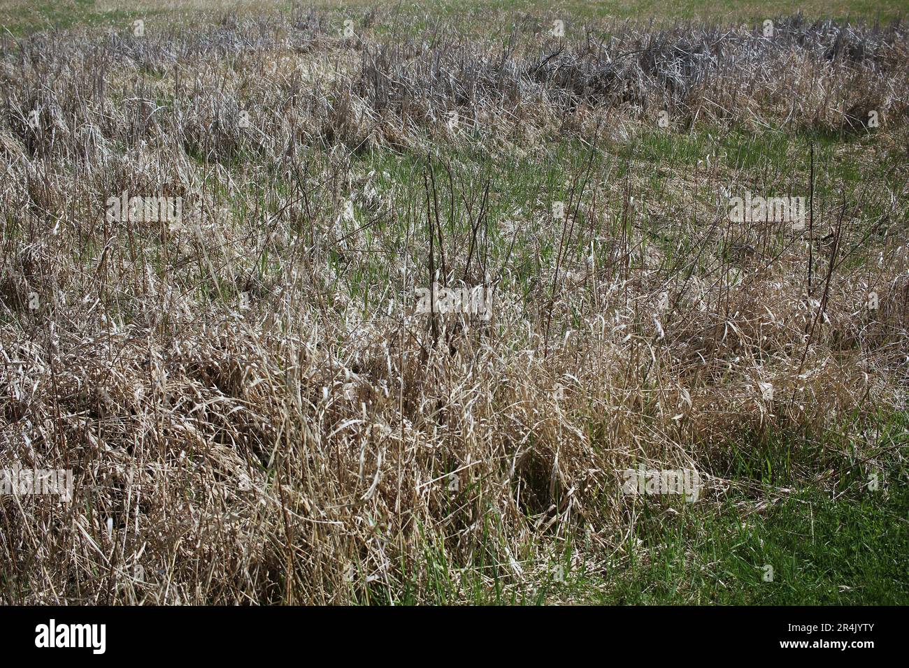 Full frame view of typical common wild grasses growing in the fields ...