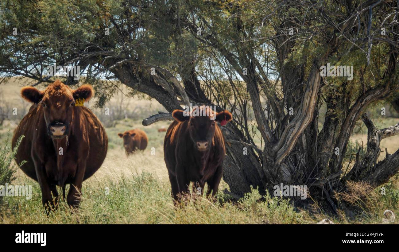 Clayton Gardner raises cattle on 777 Ranch in Torrance County, NM ...
