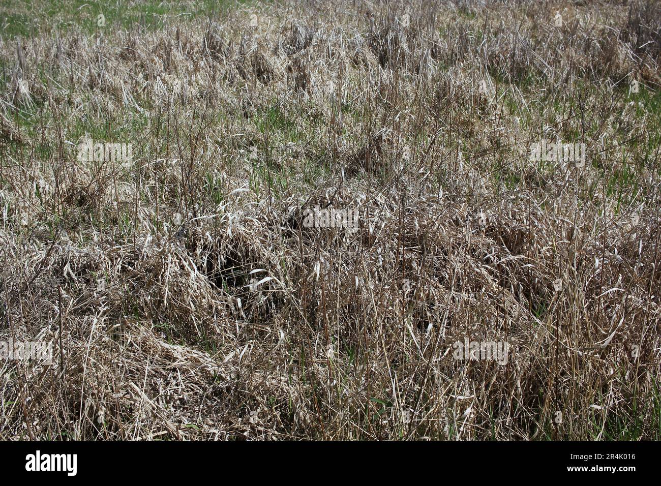 Full frame view of typical common wild grasses growing in the fields ...