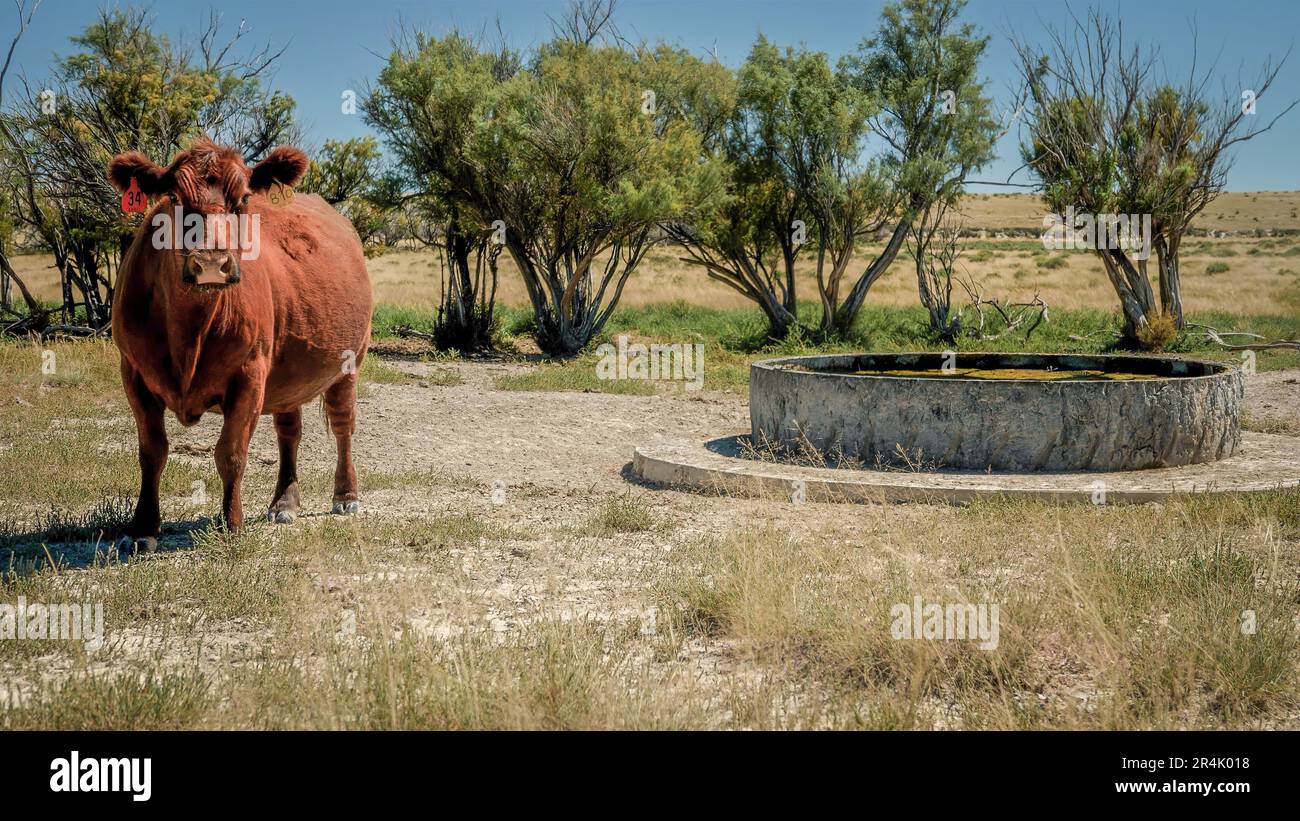 Clayton Gardner raises cattle on 777 Ranch in Torrance County, NM ...