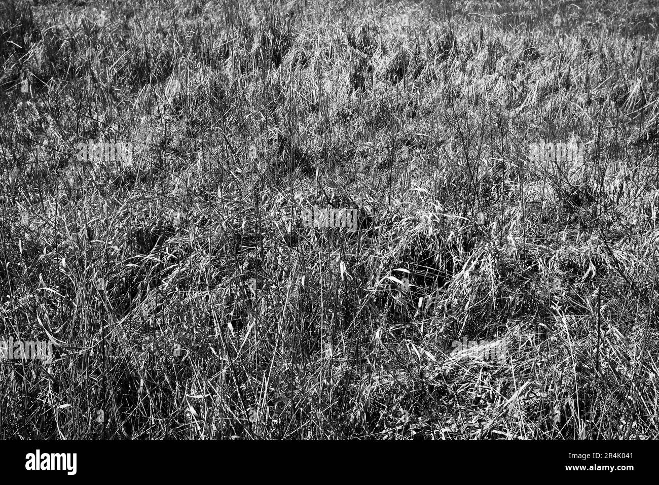 Full frame view of typical common wild grasses growing in the fields in ...