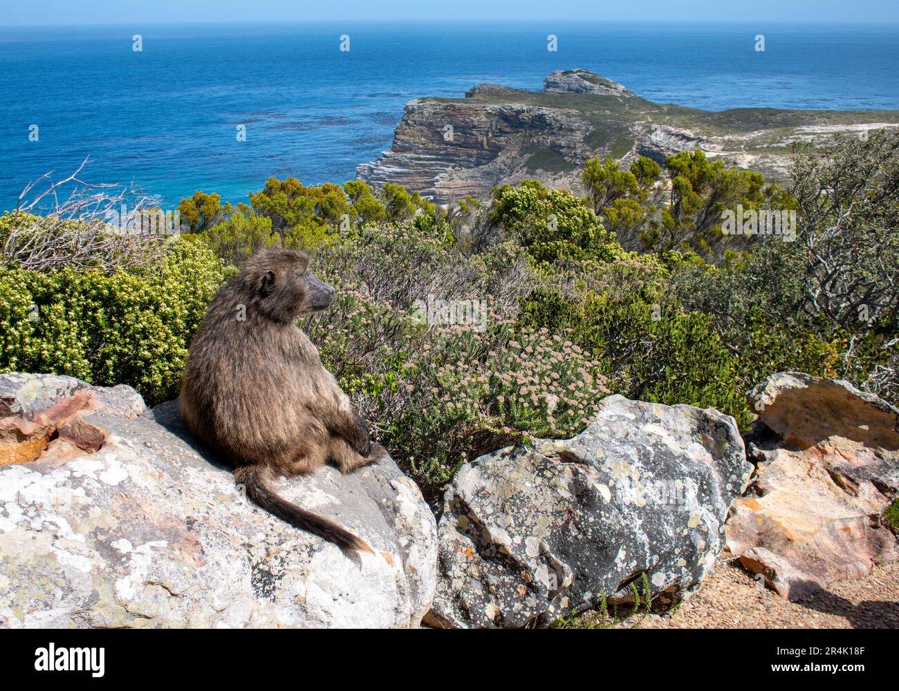 A baboon on a hiking trail towards Cape Point Light House, Cape ...