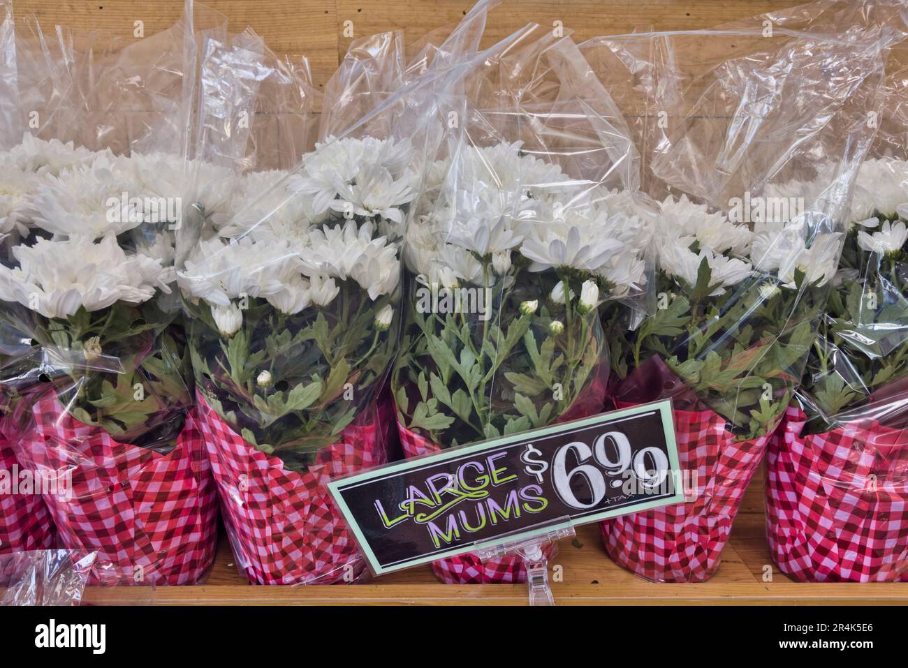 White mums hi-res stock photography and images - Alamy