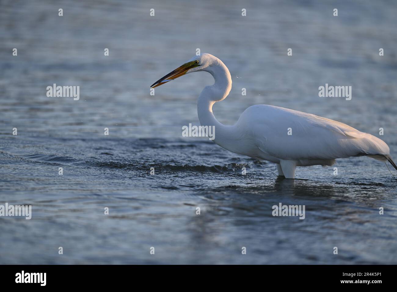 Great Egret - Ardea alba Fishing in a Lake Stock Photo - Alamy