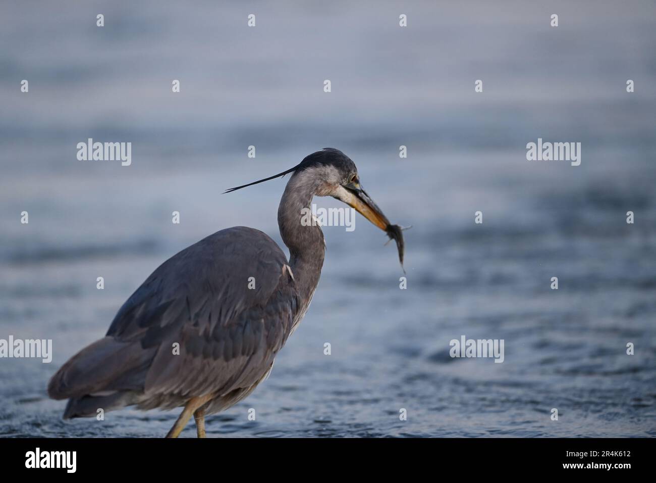 Great Blue Heron - Ardea herodias Catching Fish in Shoreline Lake ...