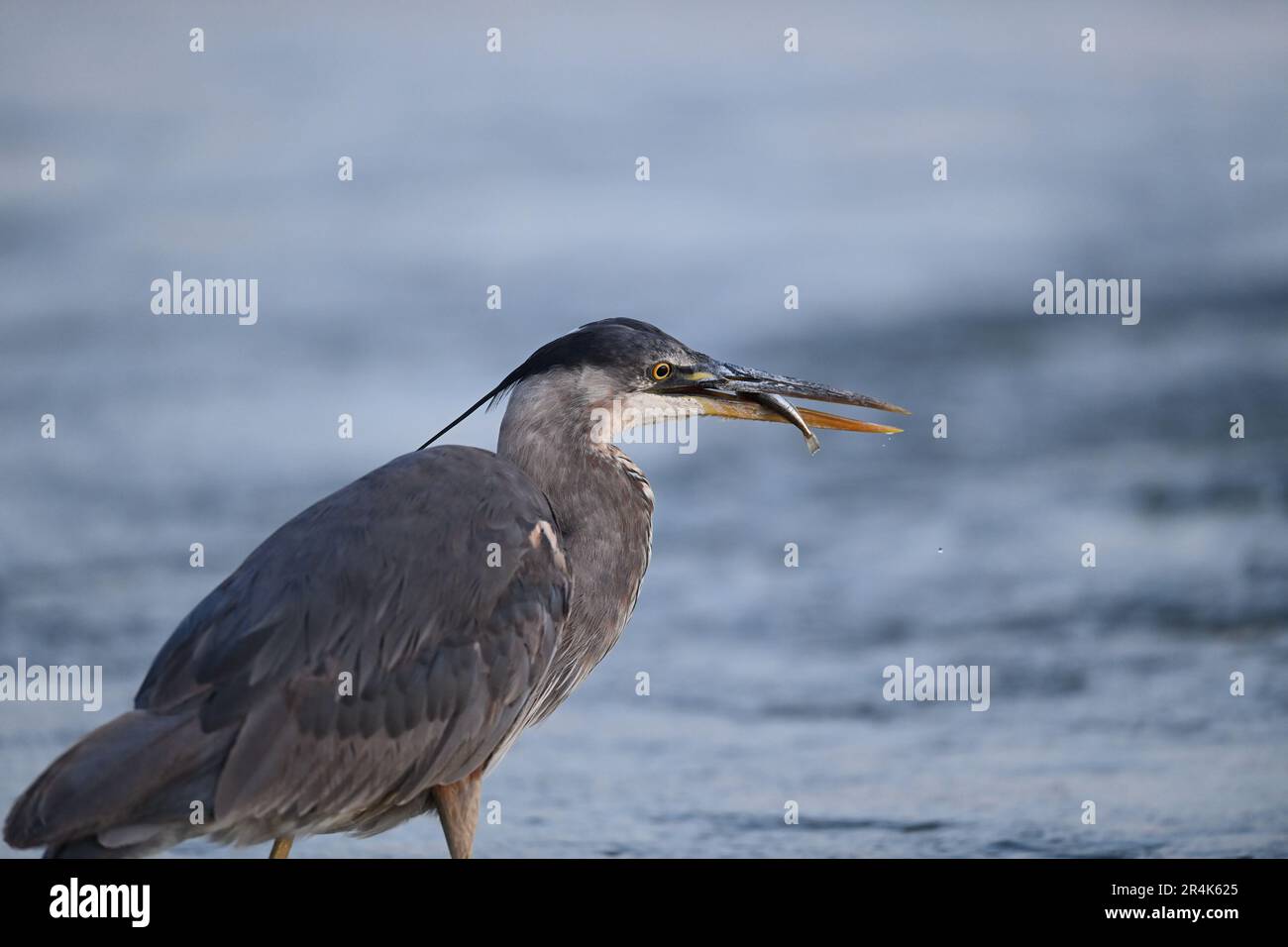 Great Blue Heron - Ardea herodias Catching Fish in Shoreline Lake ...