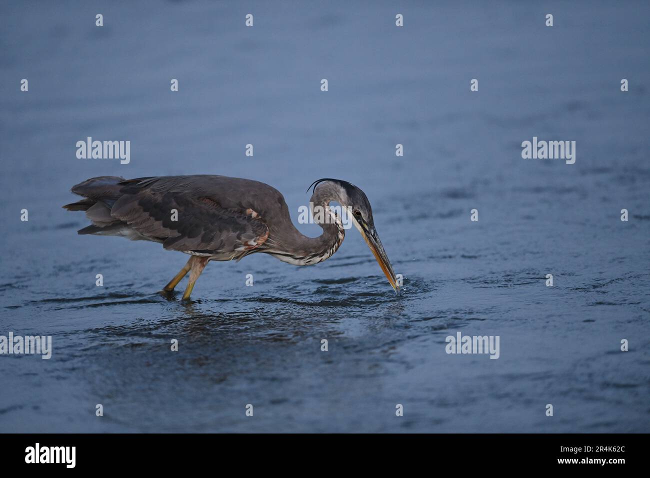 Great Blue Heron - Ardea herodias Catching Fish in Shoreline Lake ...