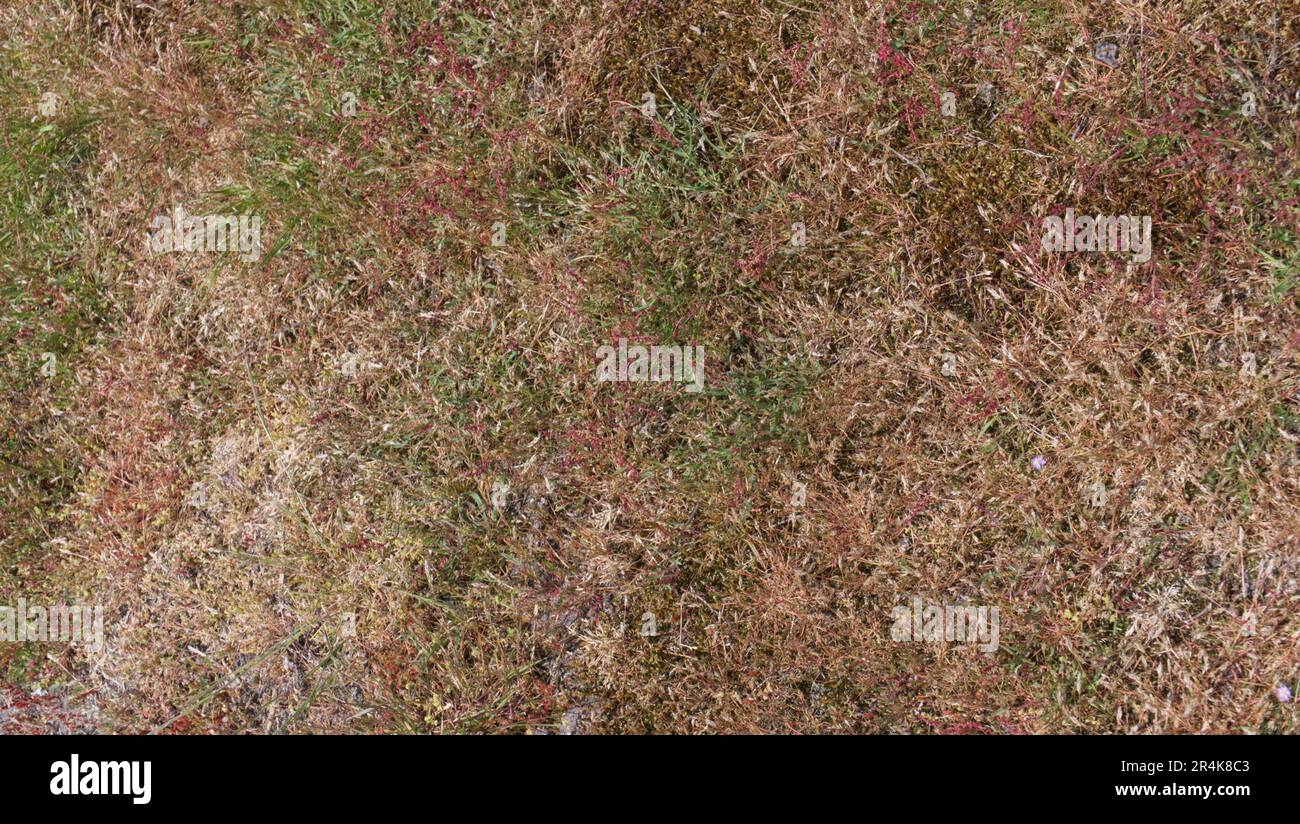 Plant growth patterns hi-res stock photography and images - Alamy
